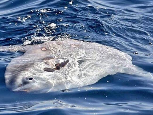 Où voir des poissons lune en France ? - Actualités Nautisme