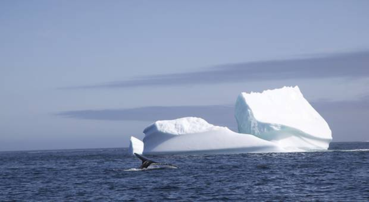 Des baleines boréales filmées par un drone en Arctique - Actualités ...