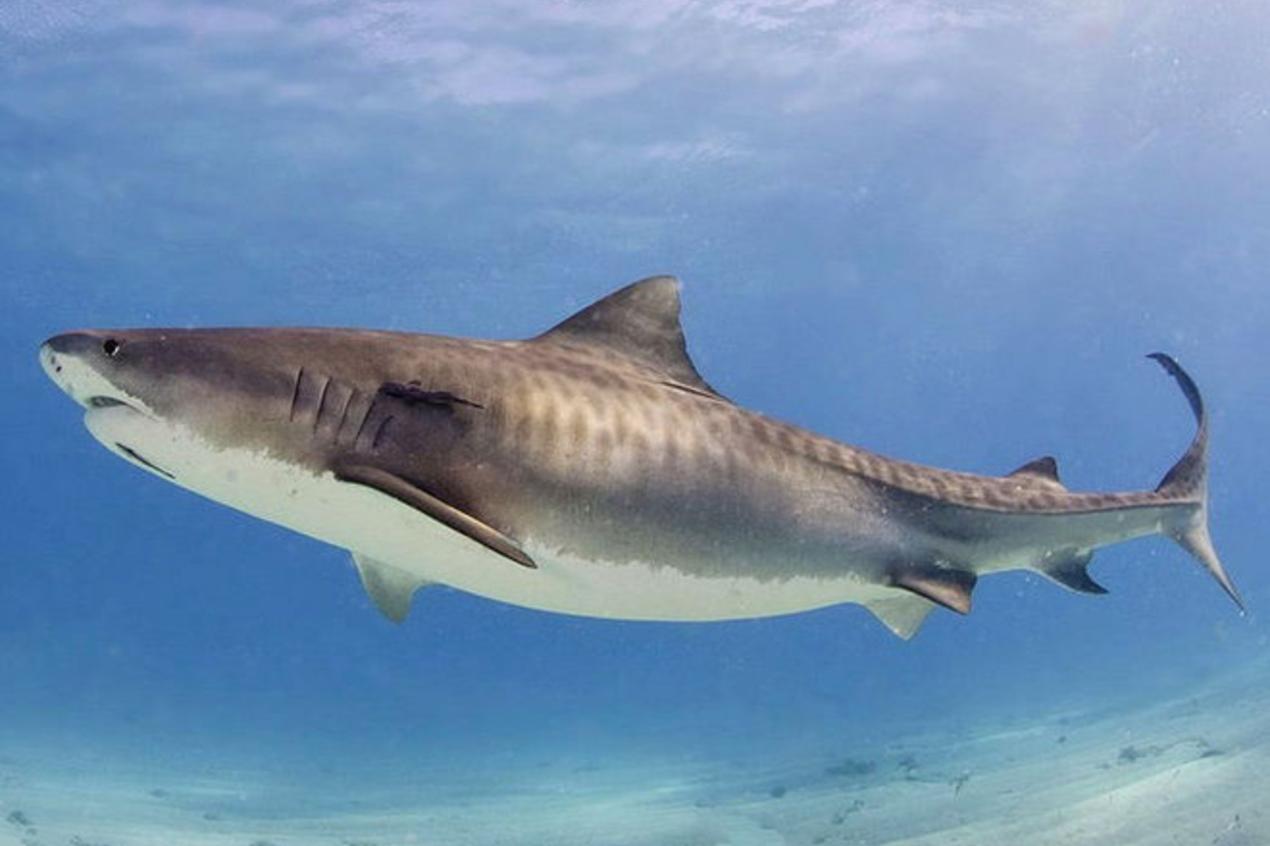 Méditerranée : requins en vue ! - Actualités Nautisme