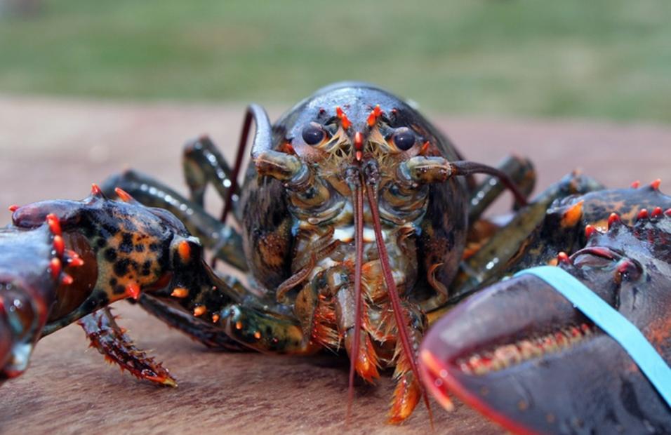 Homard ou langouste ? Apprendre à les distinguer - Actualités Nautisme