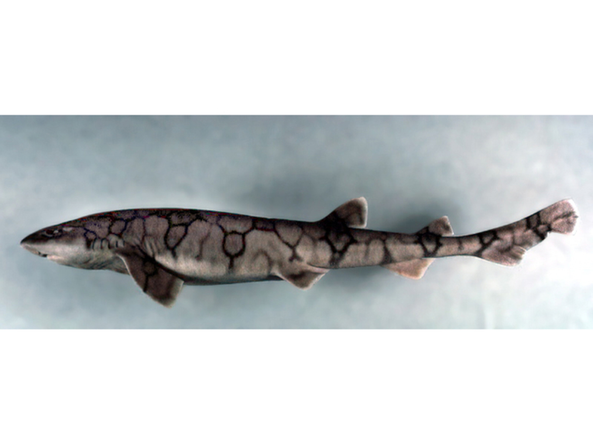 Des chercheurs percent le secret des requins fluorescents - Actualités ...