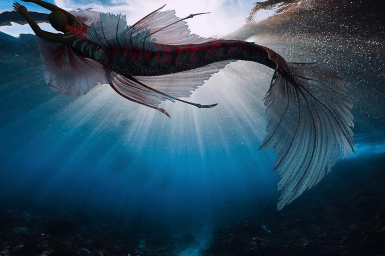 Où peut-on voir des sirènes ? - Actualités Nautisme