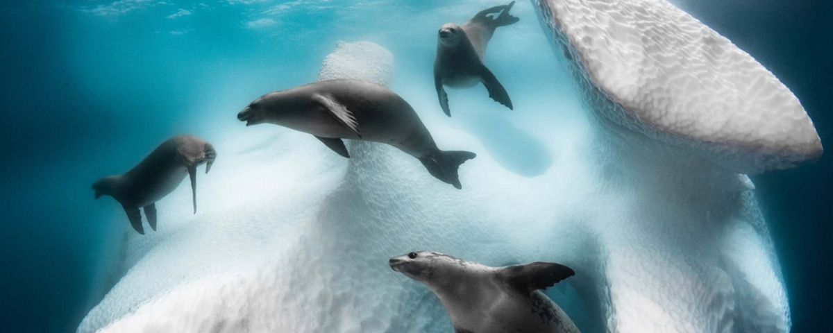 Underwater Photography of the Year : les plus belles images sous ...