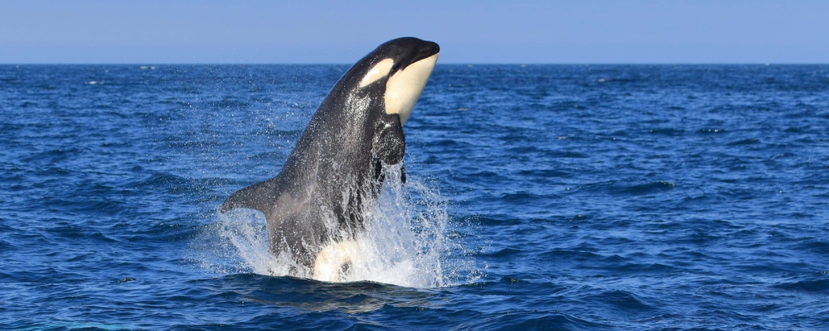 Halte à l'orque : récit d'une attaque, deuxième partie - Actualités ...