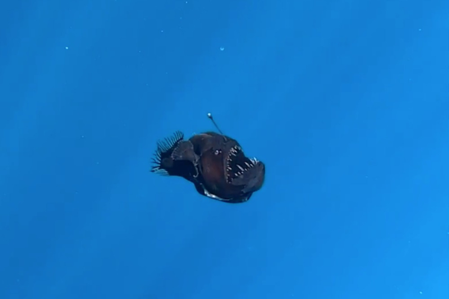 Le diable noir des abysses : un monstre des profondeurs refait surface ...