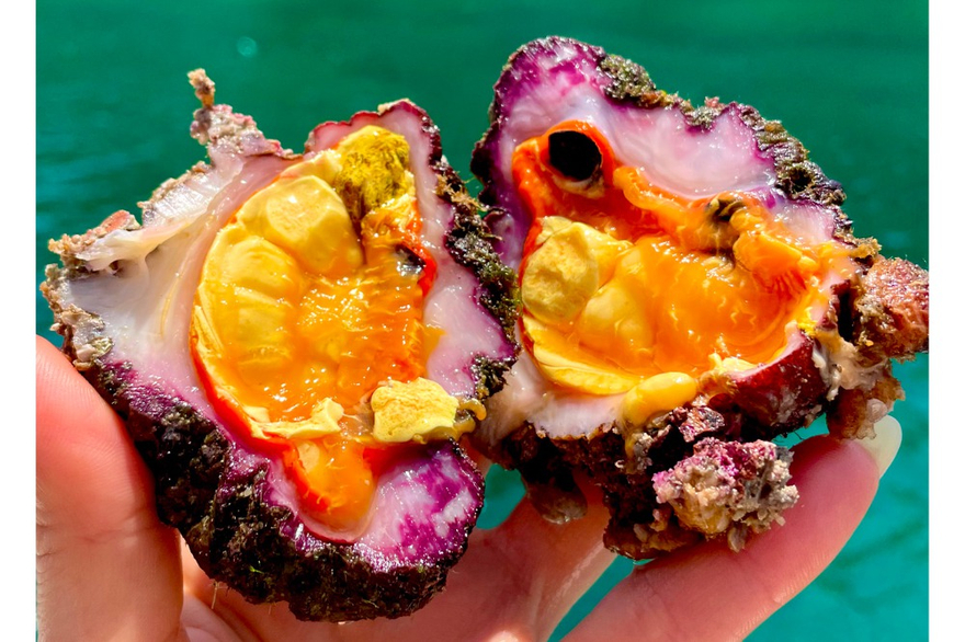 Le biju ou le violet, un coquillage méconnu mais incontournable en ...