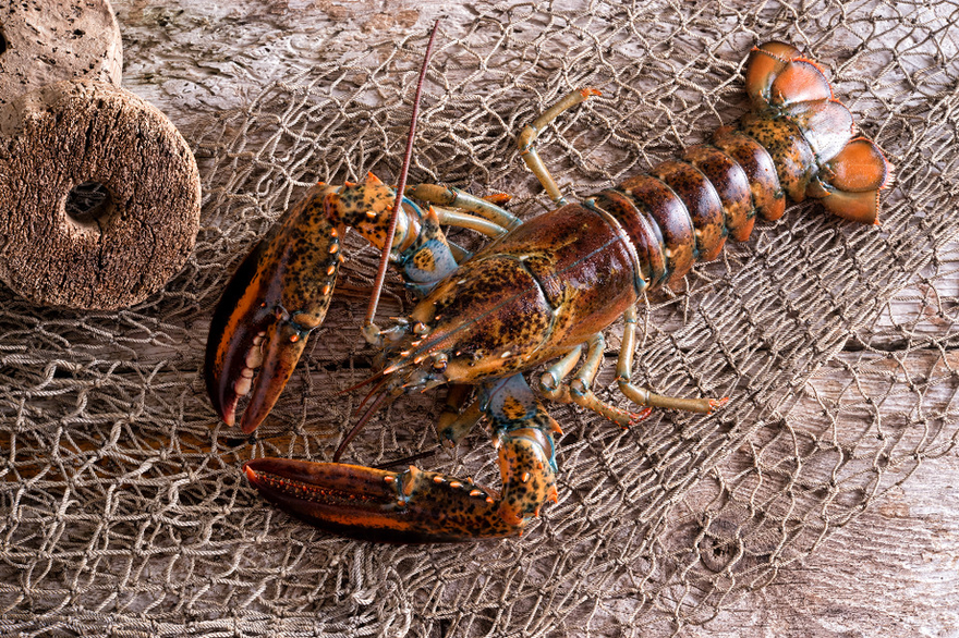 Homard ou langouste ? Apprendre à les distinguer - Actualités Nautisme