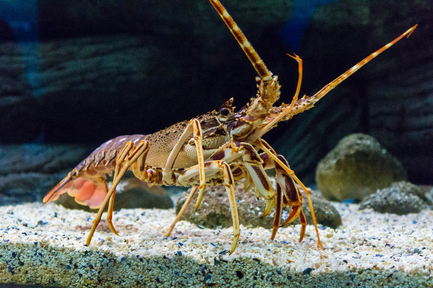 Homard ou langouste ? Apprendre à les distinguer - Actualités Nautisme