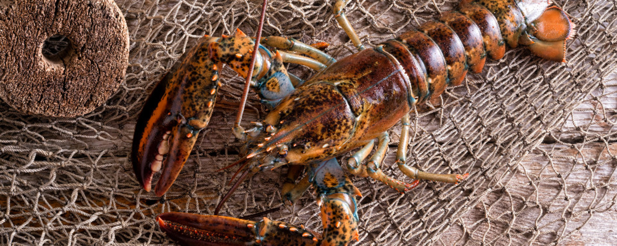 Homard ou langouste ? Apprendre à les distinguer - Actualités Nautisme
