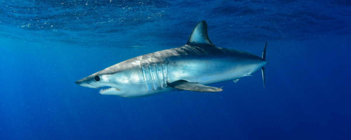 La pêche au requin : entre fantasmes, réalité et écologie - Actualités ...
