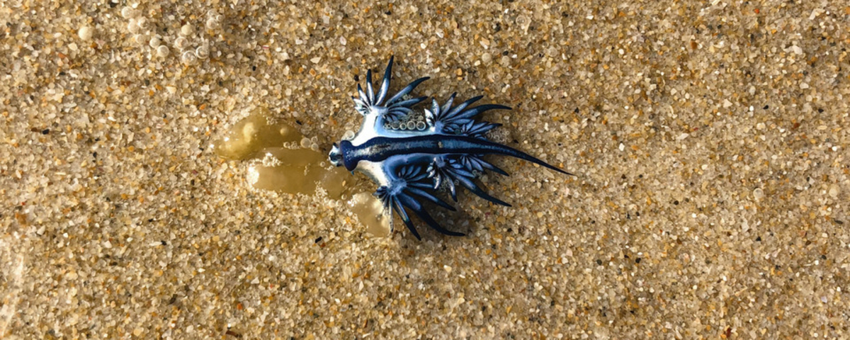 Espagne : la réapparition du « dragon bleu » entraîne la fermeture de ...
