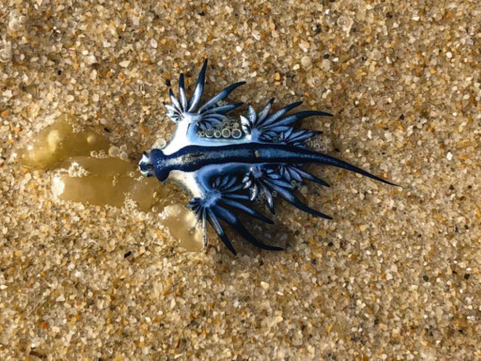 Espagne : la réapparition du « dragon bleu » entraîne la fermeture de ...