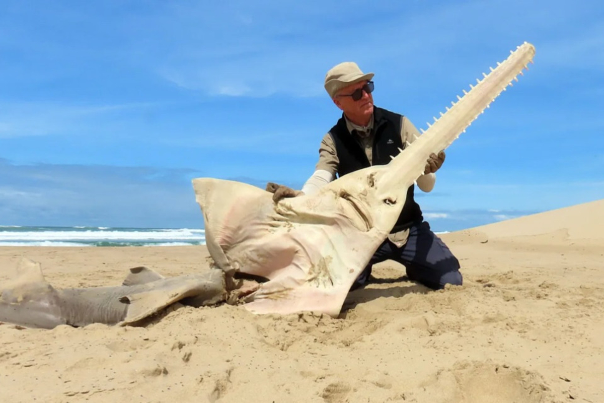 Afrique du Sud : le poisson-scie refait surface après 26 ans d’absence ...