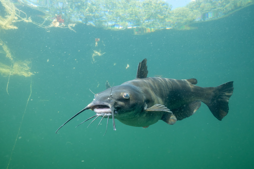 Poisson-chat, le mal aimé des côtes tropicales qui intrigue les ...