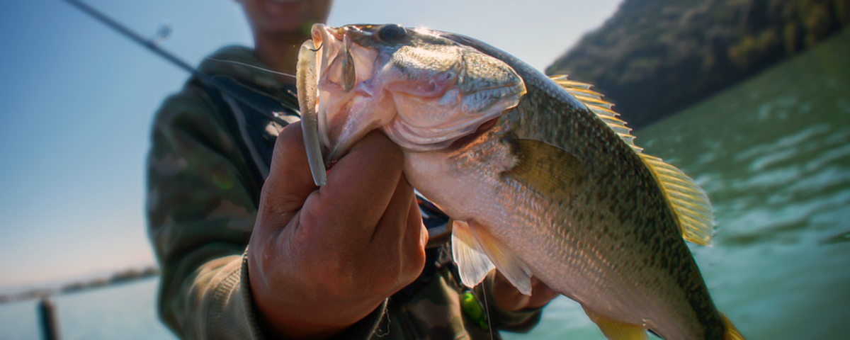 Quels sont les poissons les plus simples à pêcher pour débuter sans ...