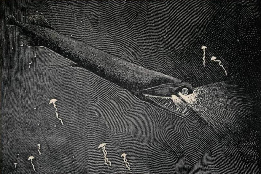 Poisson dragon noir : le prédateur abyssal le plus fascinant des ...