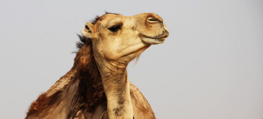 Meteo orarie per El Hencha - Tunisia (Sfax) : Previsioni METEO GRATUITE ...