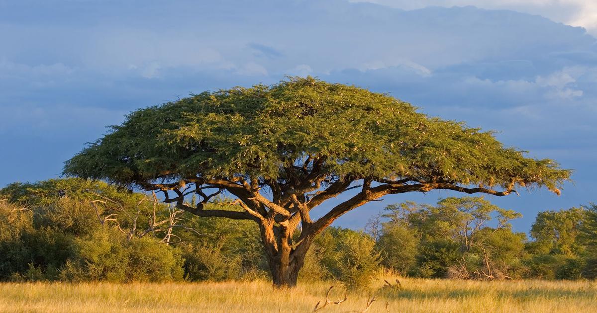 Weather Forecast Harare - Zimbabwe (Harare Province) : free 15 day ...