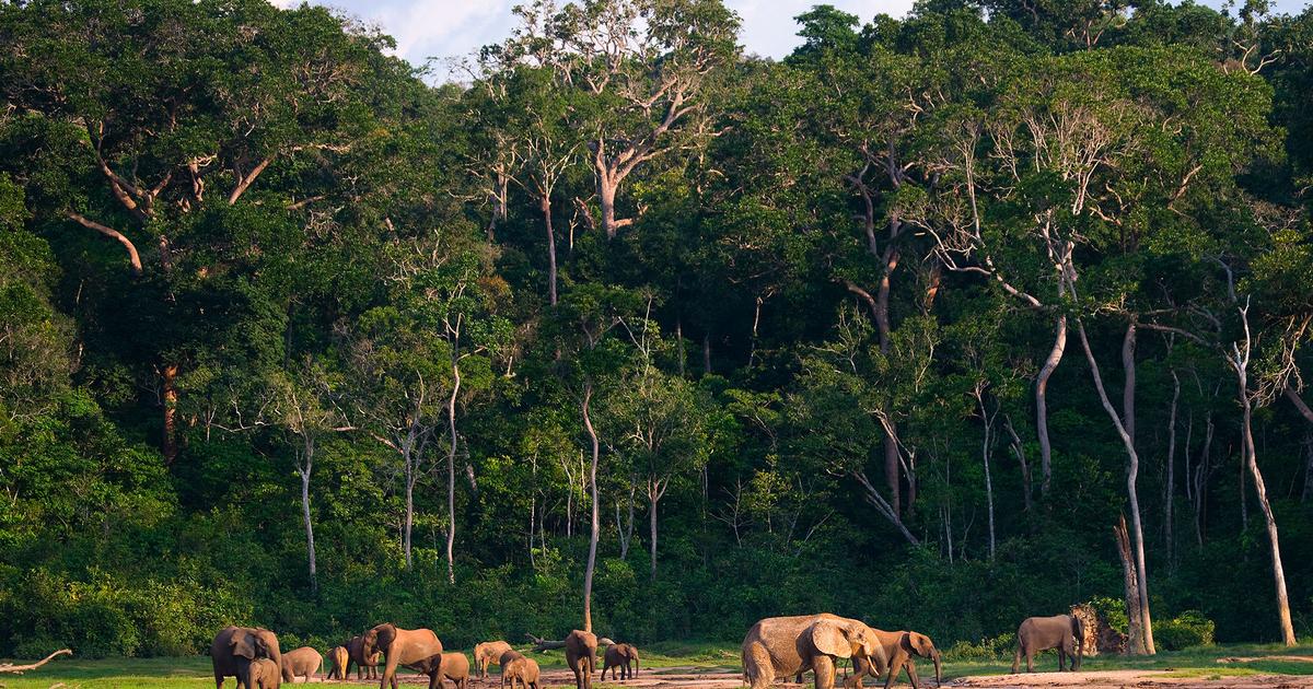 Meteo Paoua - République Centrafricaine (Ouham-Pendé) : Prévisions ...