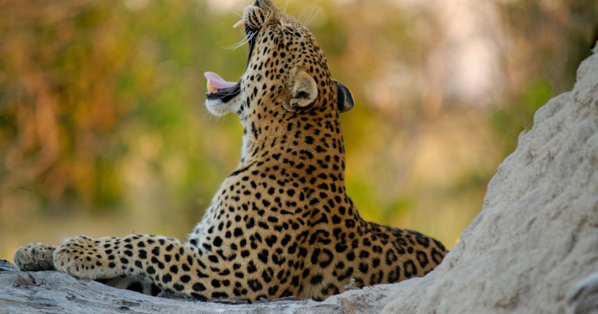 Weather Forecast Moshupa - Botswana (Southern District) : free 15 day ...