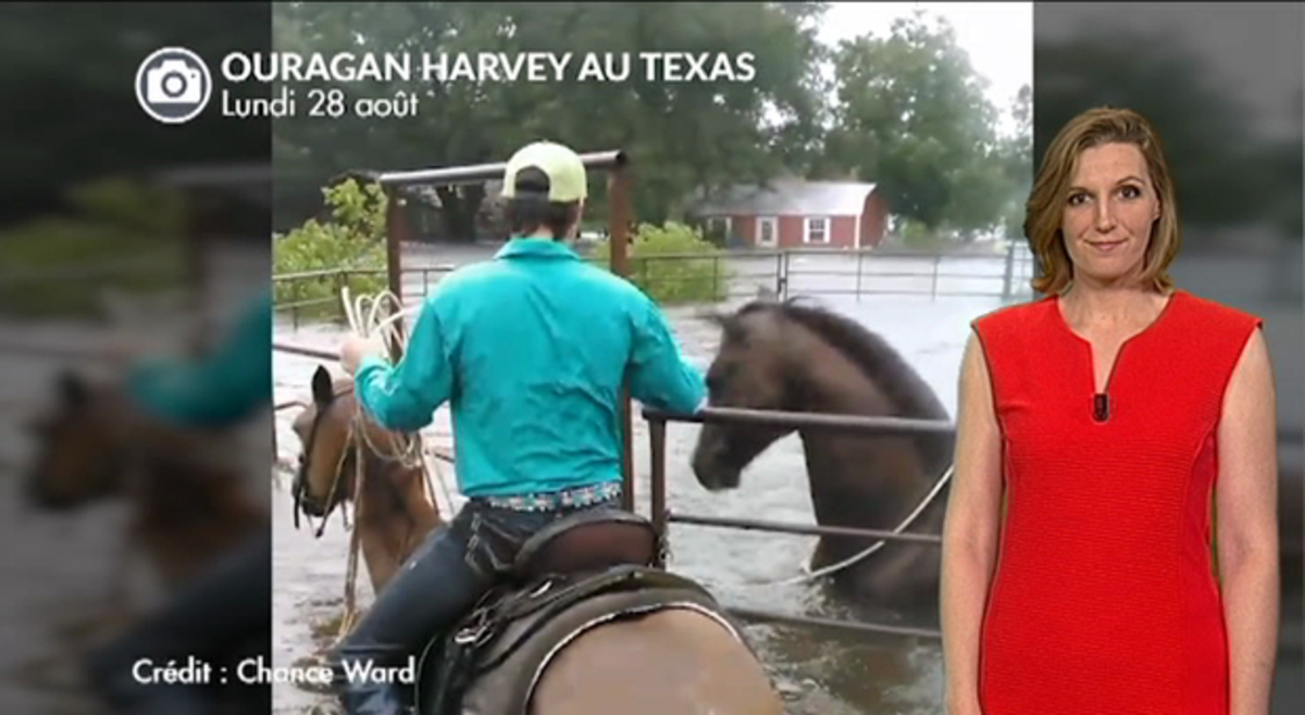 Ouragan Harvey : les animaux en détresse - Actualités La Chaîne Météo
