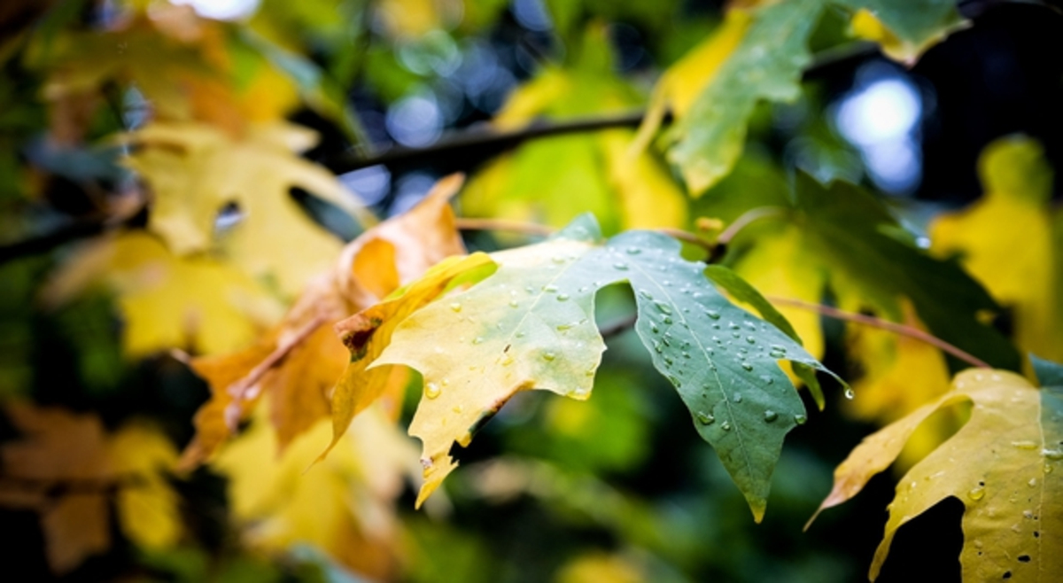 Les pluies de l'automne sont importantes : explications - Actualités La ...