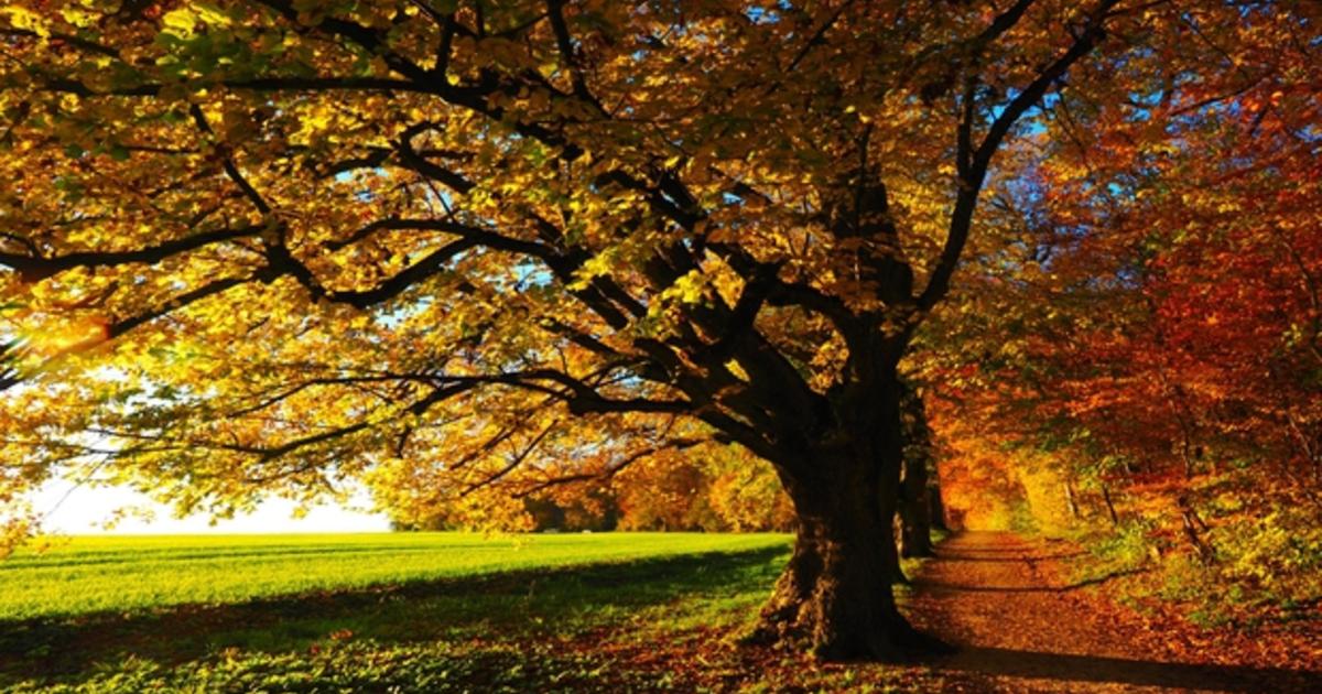 Octobre en France : quand l’automne impose sa loi sur le thermomètre ...