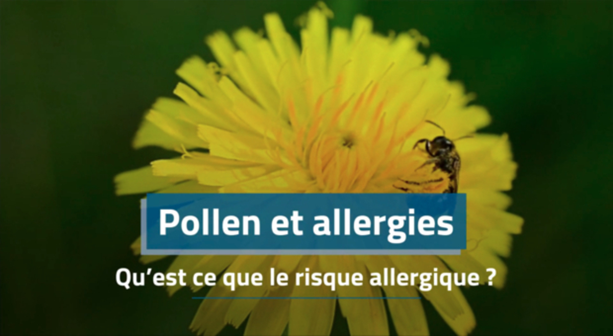 Pollen et allergies : qu'est-ce que le risque allergique ? - Actualités ...