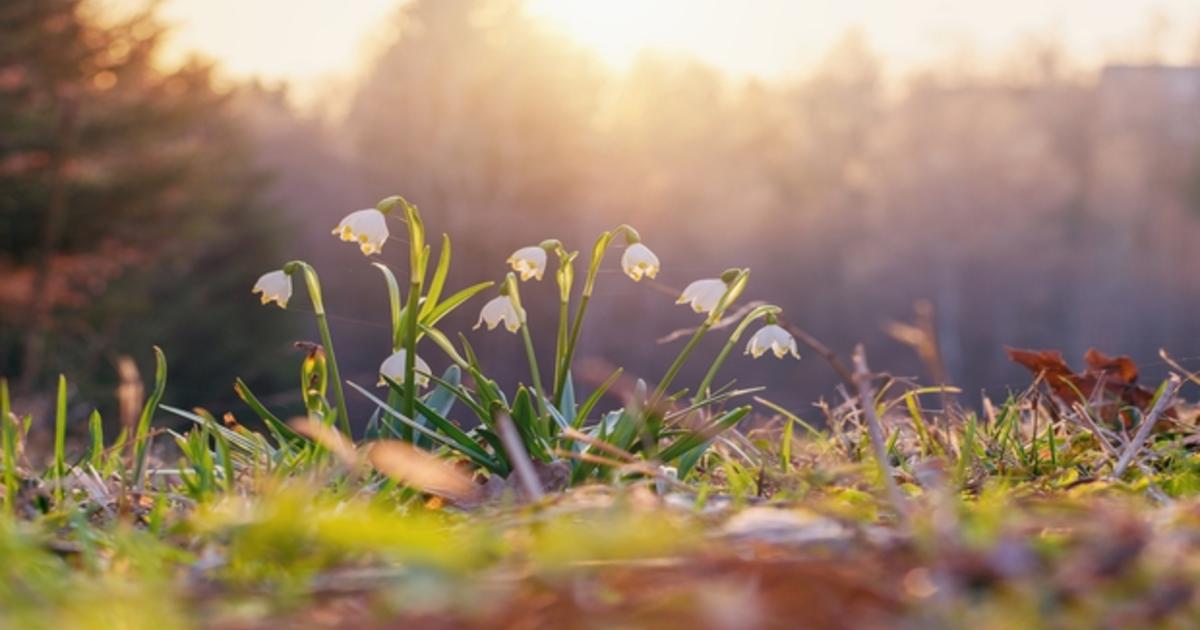 Le printemps : tout savoir sur cette saison en France - Actualités La ...