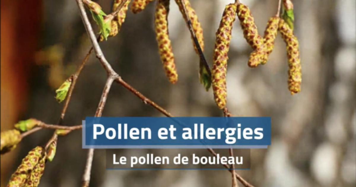 Allergie au pollen de bouleau : symptômes, période et impact météo ...