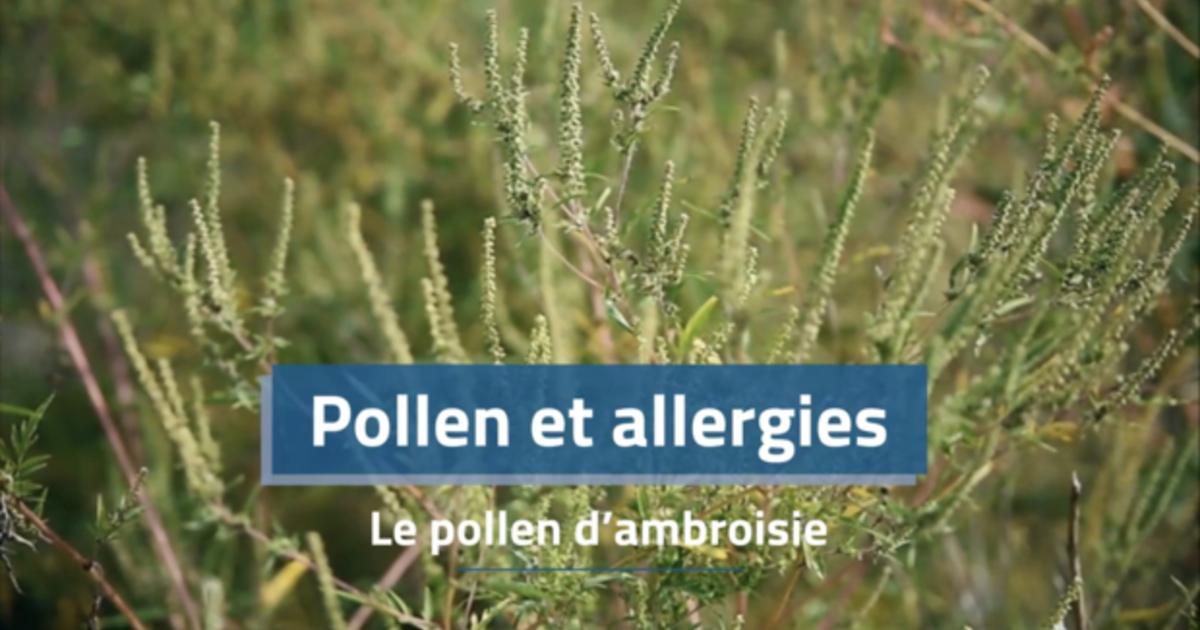 Allergie au pollen d'ambroisie : symptômes, période de pollinisation et ...
