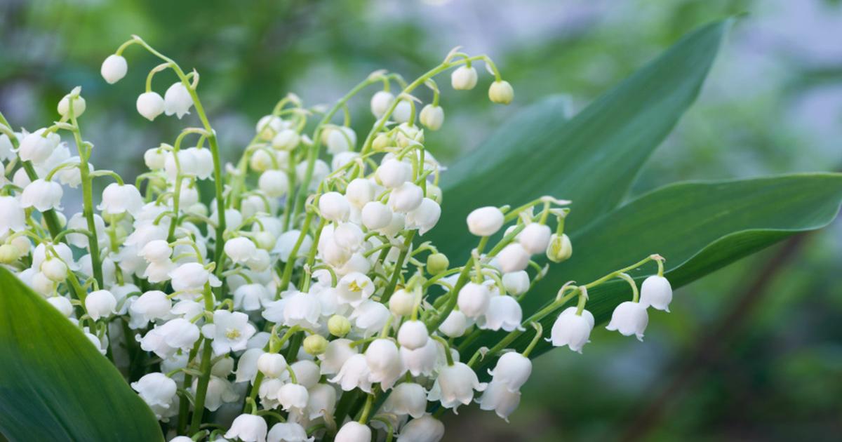 Le muguet sera-t-il au rendez-vous du 1er mai cette année ? - Actualités La Chaîne Météo