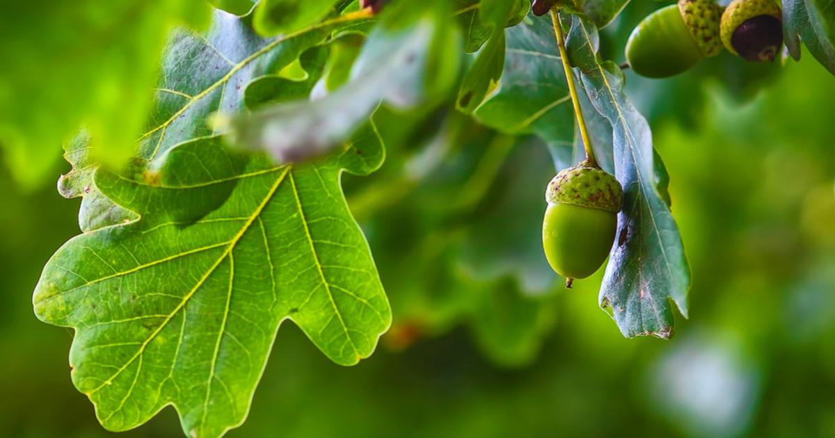 L’allergie au pollen de chêne, un acteur discret mais présent du ...