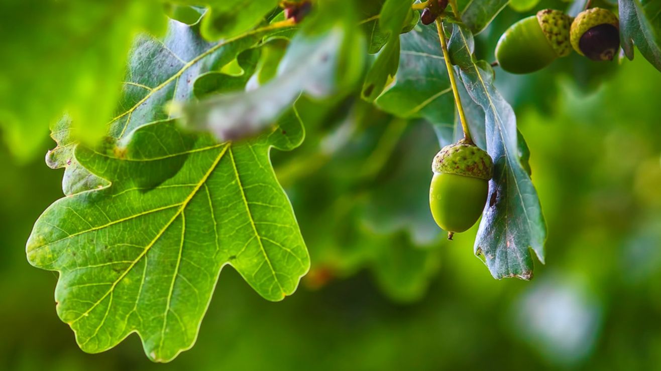 L’allergie au pollen de chêne, un acteur discret mais présent du ...