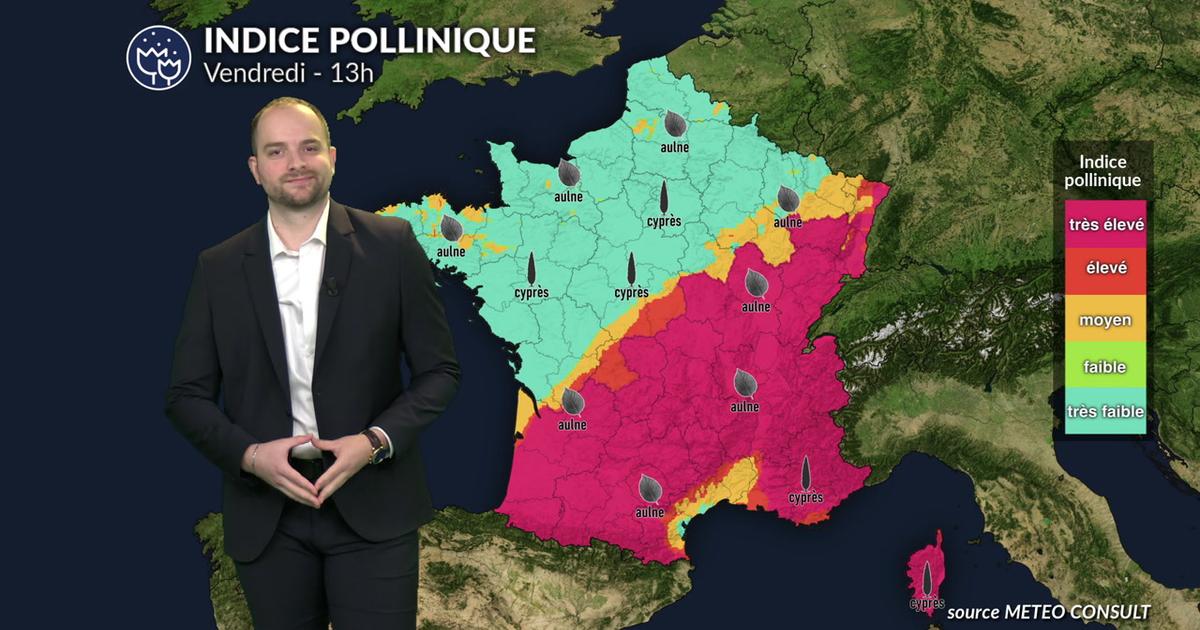 Bulletin pollens et allergies : risque élevé ce vendredi dans de ...