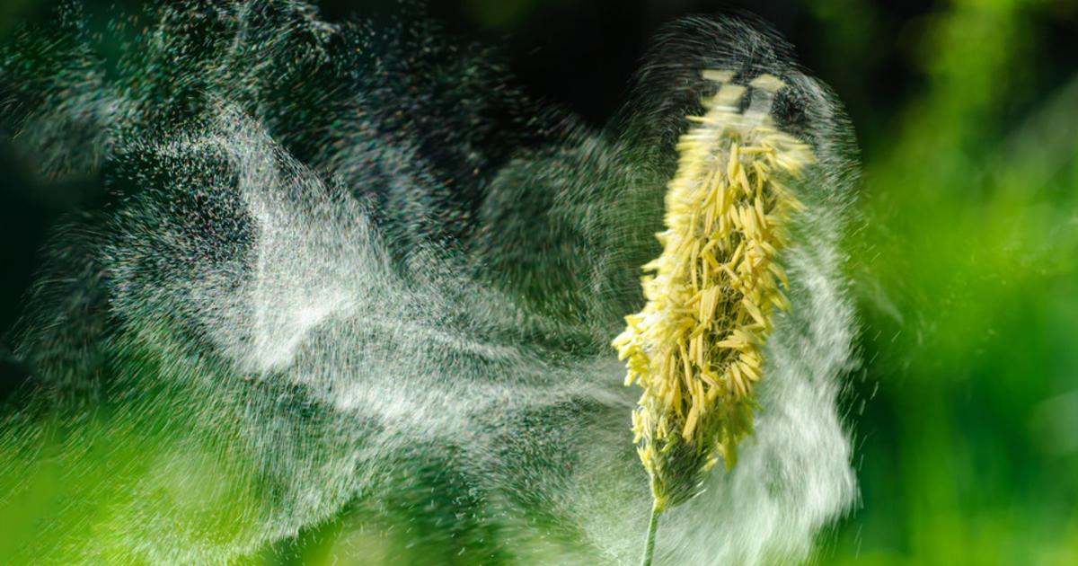 Guide complet des allergies au pollen : plantes allergisantes ...