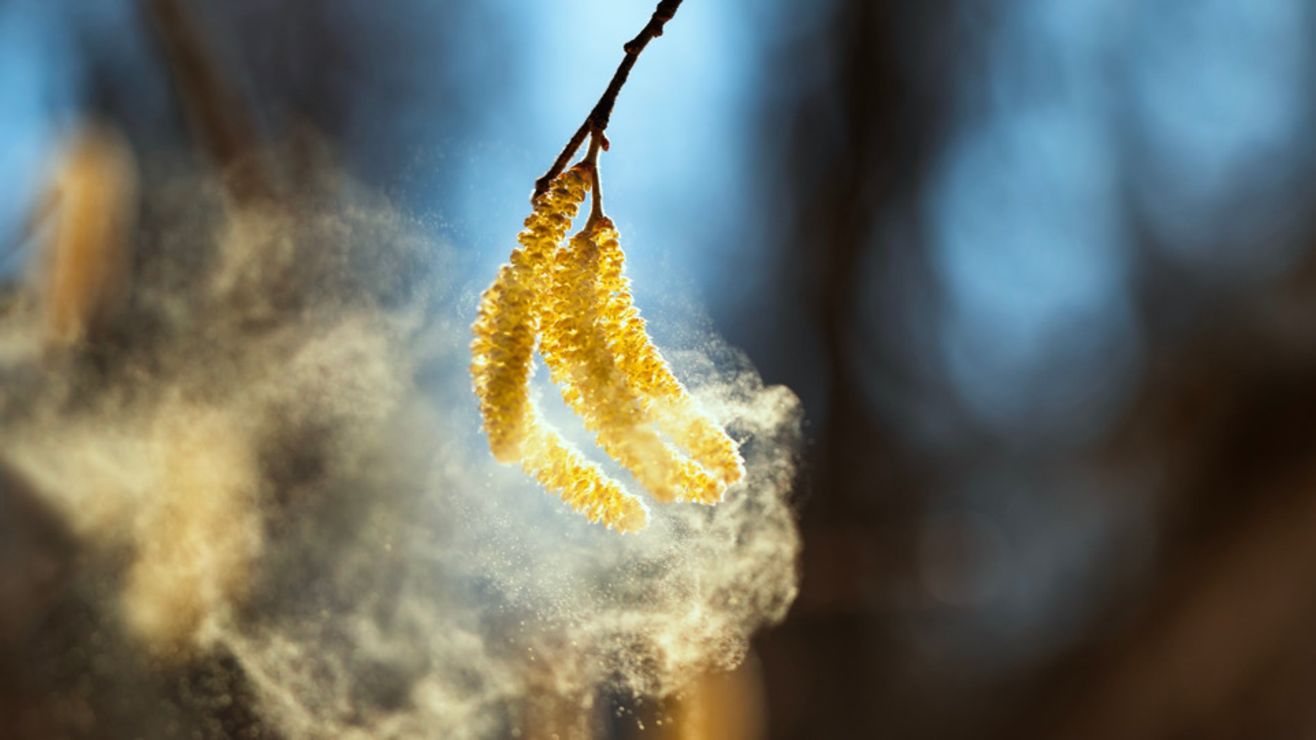 Guide complet des allergies au pollen : plantes allergisantes ...