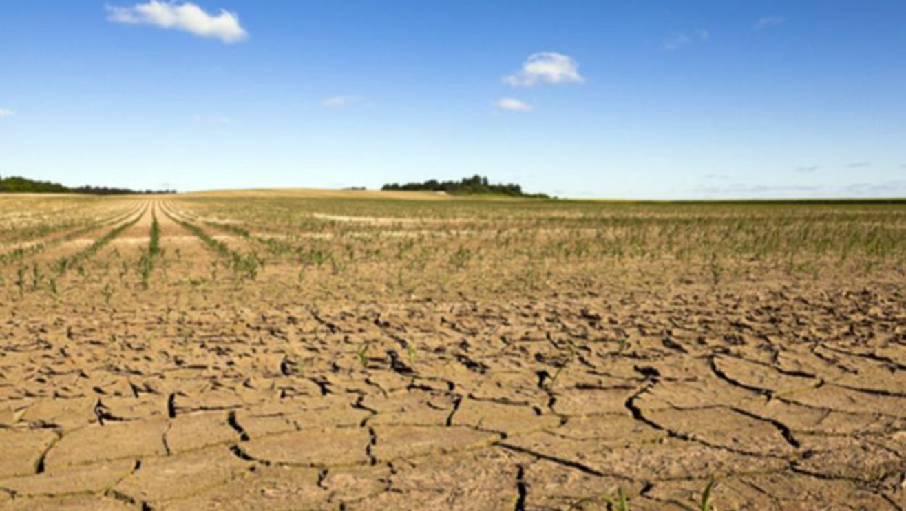 Effet “sèche-cheveux” sur la végétation pendant la canicule actuelle ...