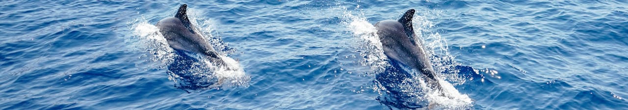 GRIB files - Free 15-day Marine forecasts - METEO CONSULT MARINE