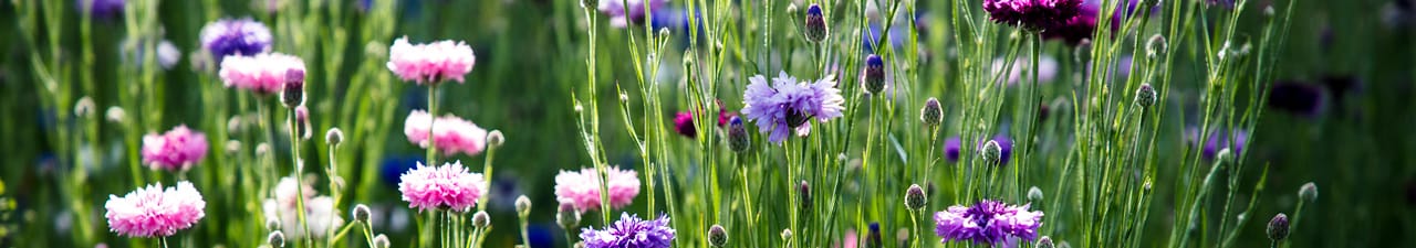 GRIB files - Free 15-day Marine forecasts - METEO CONSULT MARINE